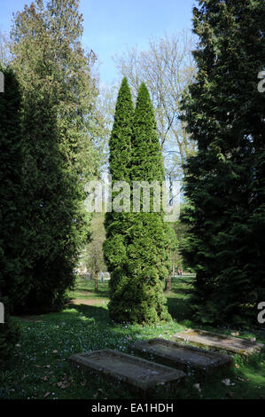 Fastigiate White Cedar Stock Photo - Alamy