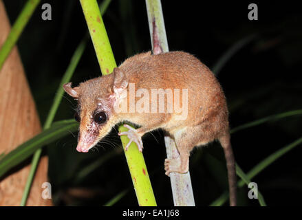 Grey Four-eyed Opossum (Philander opossum) portrait in tree showing the two white spots over its ...