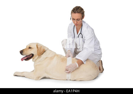 Concerned vet bandaging yellow labrador dog on white background Stock ...