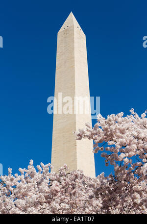 Washington Monument towers above blossoms Stock Photo - Alamy