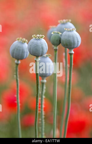 Opium poppy capsules Stock Photo - Alamy