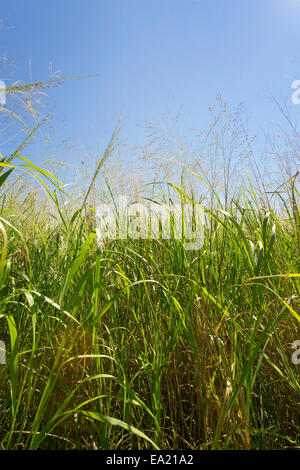 Agriculture - Switchgrass crop grown for biofuel, partially cut for ...