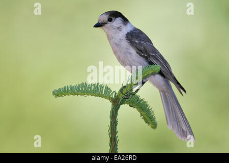 Gray jay (Perisoreus canadensis), corvids, songbirds, animals, birds ...