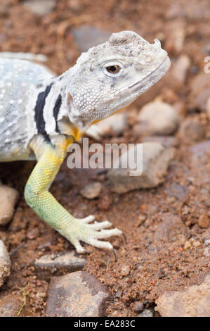 Eastern Collared Lizard or Mountain Boomer with Colorful Skin sits on a ...