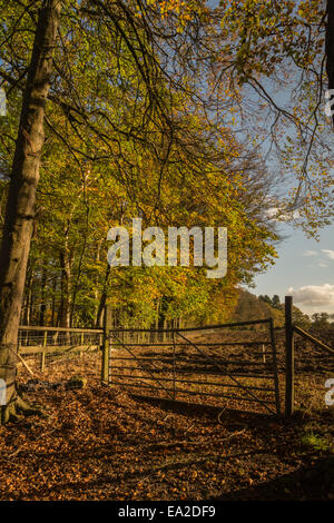 Sunlight Autumn woodland trees at Adel Dam Nature Reserve Stock Photo ...