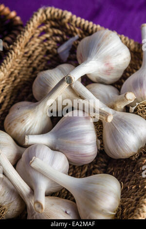 Fresh whole garlic with roots and clove on wooden surface, healthy food ...