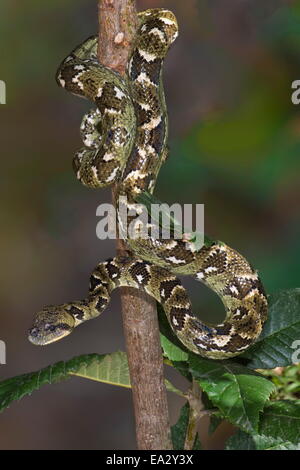 Madagascar tree boa (Sanzinia madagascariensis), well camouflaged on ...