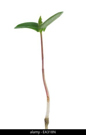 Maple (Acer) tree seedling / sapling growing in forest in spring Stock ...