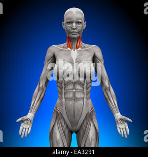 Hamstrings - Female Anatomy Muscles Stock Photo - Alamy