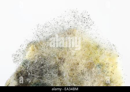fragment of not fresh mouldy bread Stock Photo - Alamy
