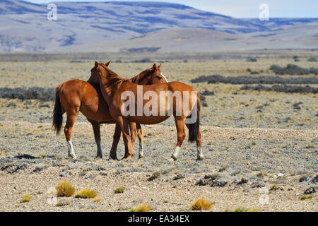 Bay Wild Mustang horse running Sand Wash Basin Herd Area, Wyoming, USA ...