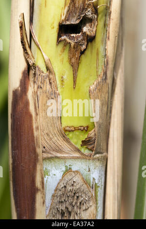 Zuckerrohr Saccharum officinarum, Sugar cane Saccharum officinarum ...