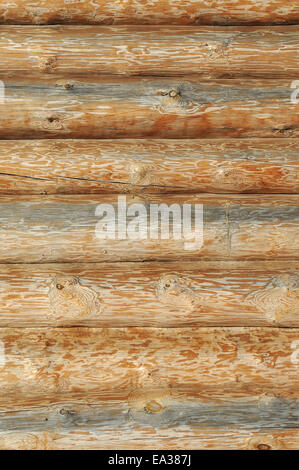 Wooden logs of pine woods in the forest, stacked in a pile. Freshly ...