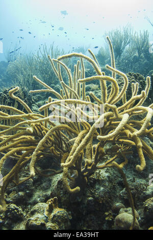 Row pore rope sponge Stock Photo - Alamy
