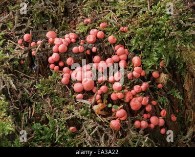 Wolf's Milk - Lycogala epidendrum Stock Photo - Alamy