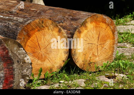Woodpile: Cross Section of Tree Trunks Background Stock Photo - Alamy