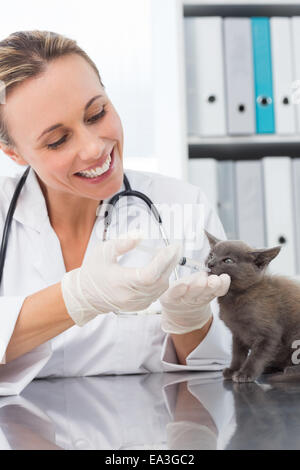 Veterinarian giving an injection to a cat Stock Photo - Alamy