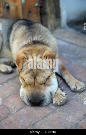 Shar Pei Chinese fighting dog showing wrinkles Stock Photo - Alamy