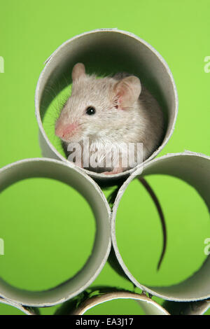 Adult house mouse Stock Photo - Alamy