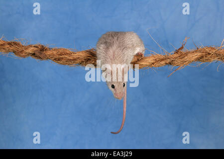 fancy mouse (Mus musculus), climbing on a rope, Germany Stock Photo - Alamy