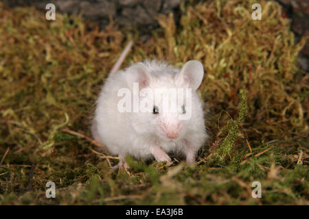 A small white domesticated pet mouse with red eyes running on an ...