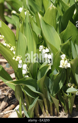 Lily of the valley Stock Photo - Alamy