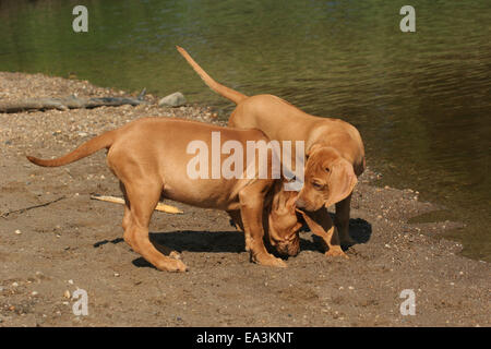 playing Rhodesian Ridgebacks Stock Photo - Alamy
