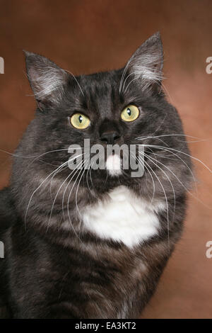 Cat,tomcat,black brown,Norwegian Forest Cat Stock Photo - Alamy