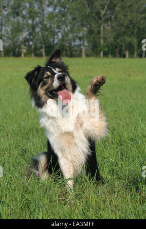 Border collie, paws, paw Stock Photo - Alamy