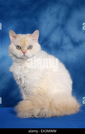 red selkirk rex cat Stock Photo - Alamy