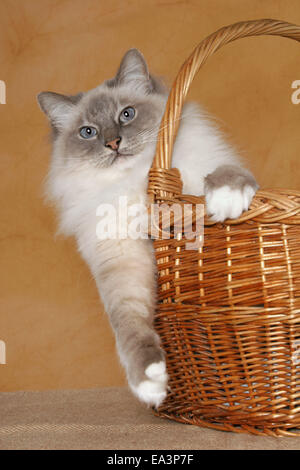 Sacred Birman Tomcat (blue-point) standing in a stream in a garden ...