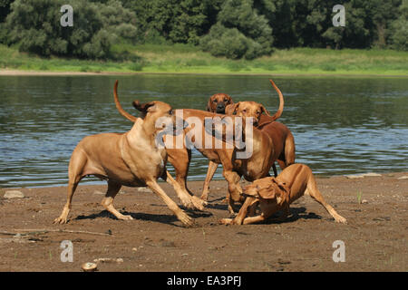 playing Rhodesian Ridgebacks Stock Photo - Alamy