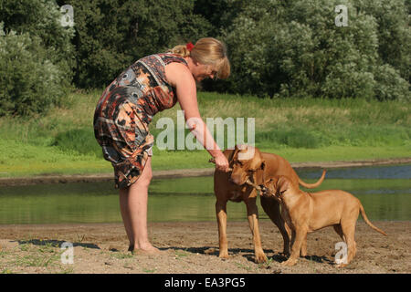 woman plays with a Rhodesian ridgeback dog on the meadow Stock Photo ...