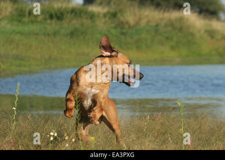running Rhodesian Ridgeback Stock Photo - Alamy
