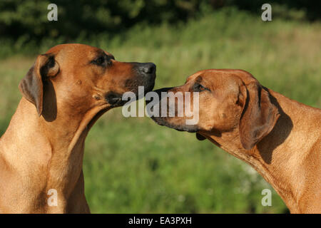 Rhodesian Ridgeback Portrait adult dog Germany Stock Photo - Alamy