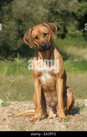 sitting Rhodesian Ridgeback Stock Photo - Alamy