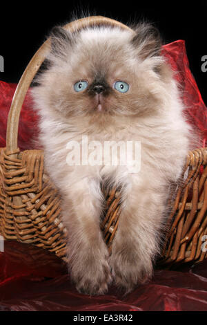 Cute persian colourpoint cat is lying on a red cushion in front of a ...
