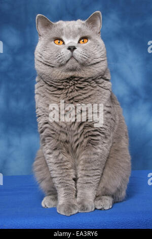 british shorthaired tomcat Stock Photo - Alamy
