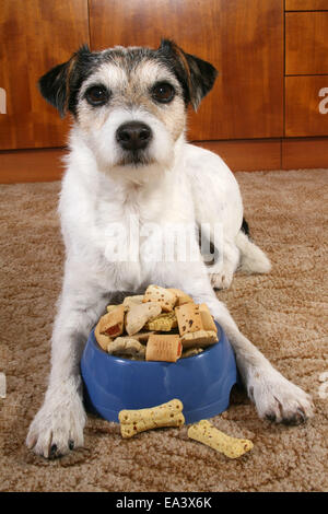 lying Parson Russell Terrier eating mandarins Stock Photo - Alamy
