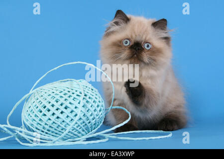 Colourpoint Persian Domestic Cat, Kittens against Black Background ...