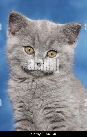 Portrait of a grey british shorthaired kitten with golden eyes looking ...