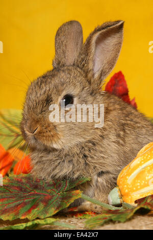 Domestic rabbit, young animal, pumpkin, front view, sitting Stock Photo ...