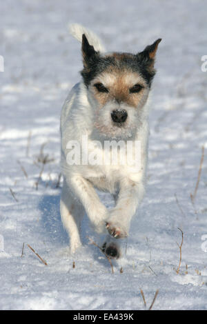 Parson Russell Terrier. Male running on a meadow Stock Photo - Alamy
