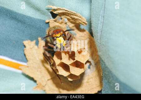 Hornet combs, outside Stock Photo - Alamy