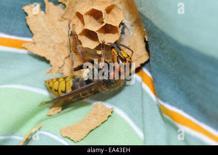 Hornet combs, outside Stock Photo - Alamy