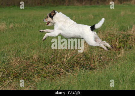 jumping Parson Russell Terrier Stock Photo - Alamy