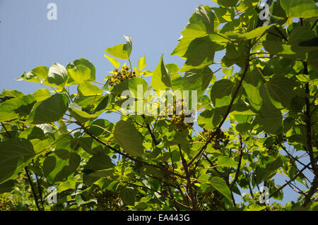 Idesia polycarpa - igiri tree Stock Photo - Alamy