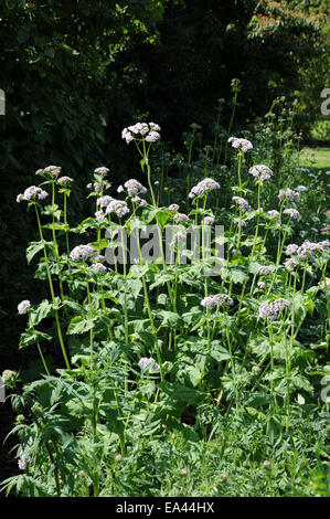 Pyrenäen- Baldrian, Valeriana pyrenaica Stock Photo - Alamy