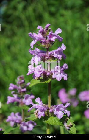 Großblütiger Ziest (Stachys grandiflora 'Superba' Stock Photo - Alamy