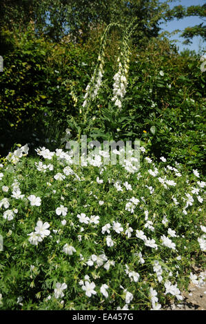 Geranium sanguineum 'Album' (Bloody cranesbill), leaves and white ...
